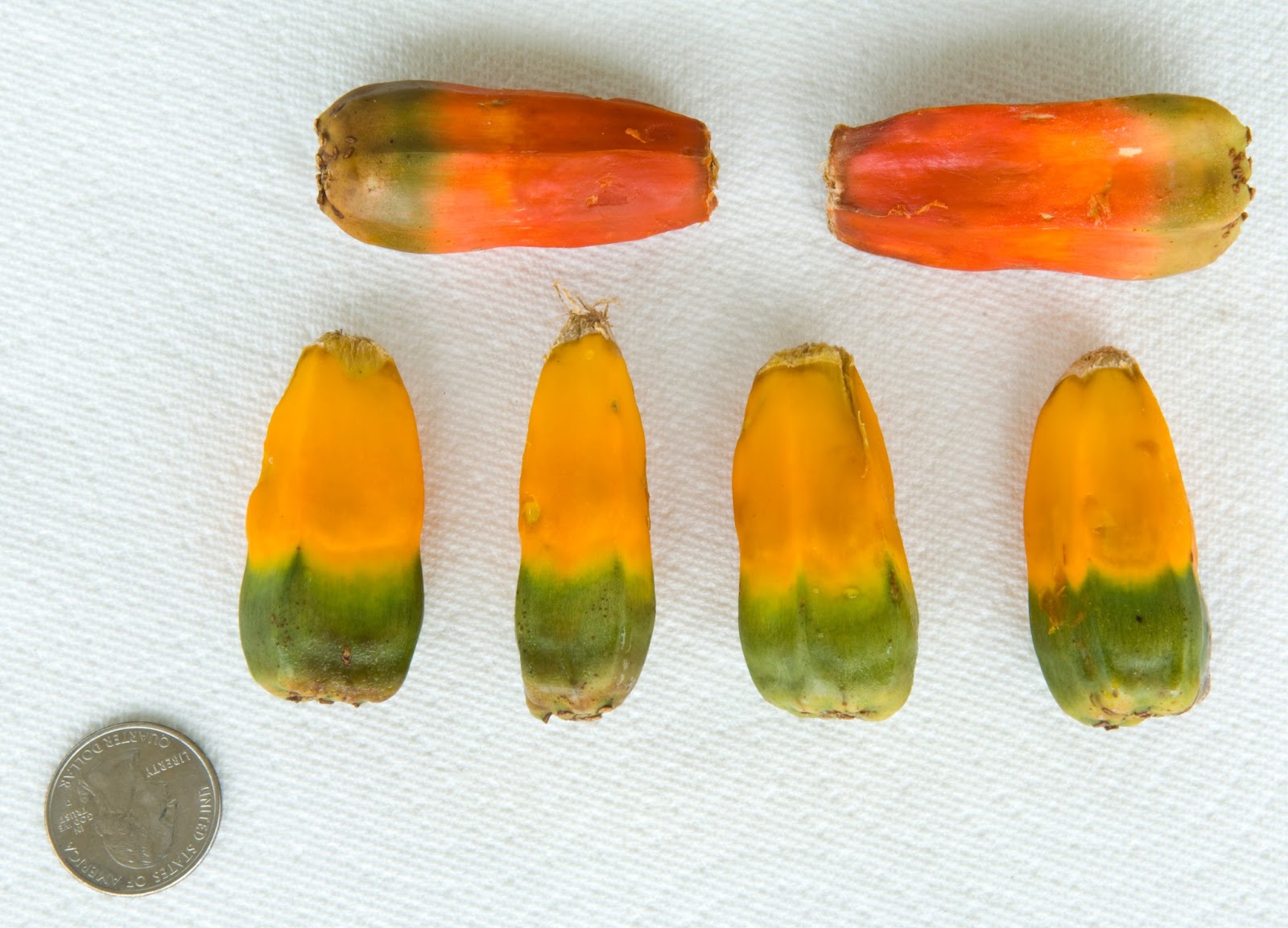 The 3 Foragers: Foraging for Wild, Natural, Organic Food: Wild Edibles ...