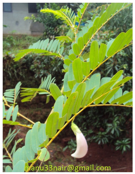 papanasini: AGATHI (Sesbania grandiflora) ( അകത്തി )