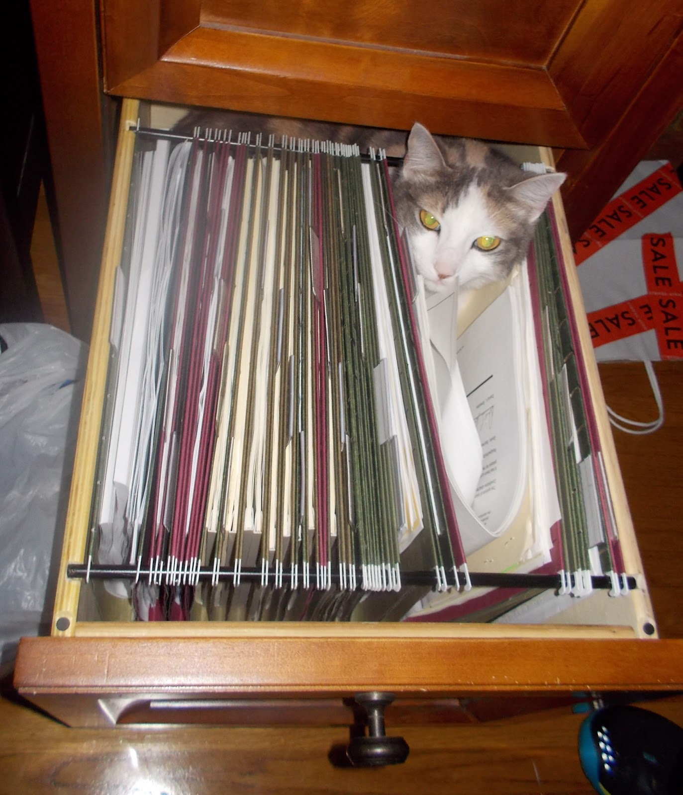 Luanne @ Fifty-Nine: Cats ...