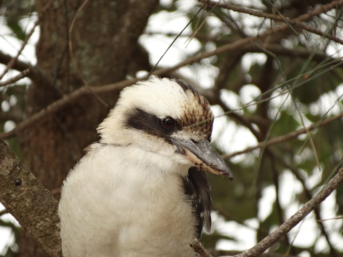 Snap Happy Birding: Kookaburra