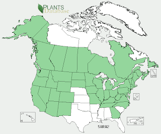 Restoring The Landscape With Native Plants: Native Plant of the Week ...