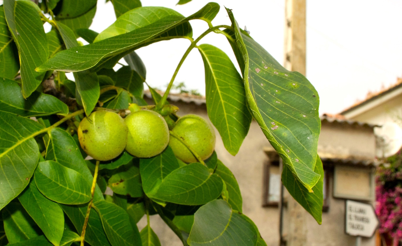 El Camino de Santiago desde Asturias: "Camoca"