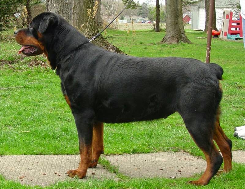 Rottweiler