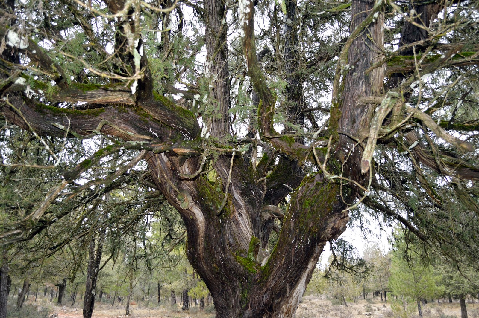 BLOG DE LA CIERVA ANTONIA: Sabina Albar (Juniperus thurifera)