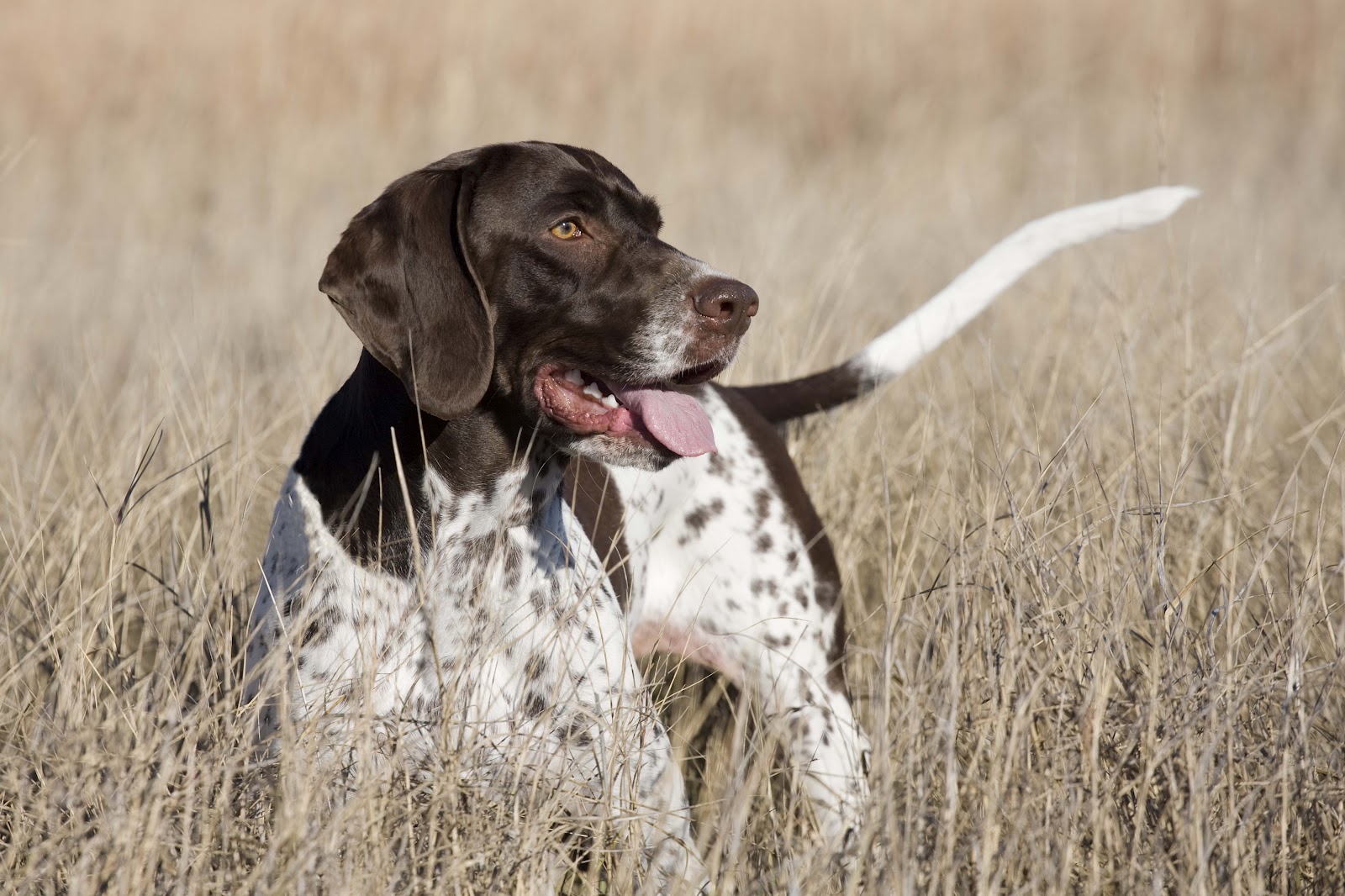 Pointing Dog Blog: Breed of the Week: The Old Danish Pointer