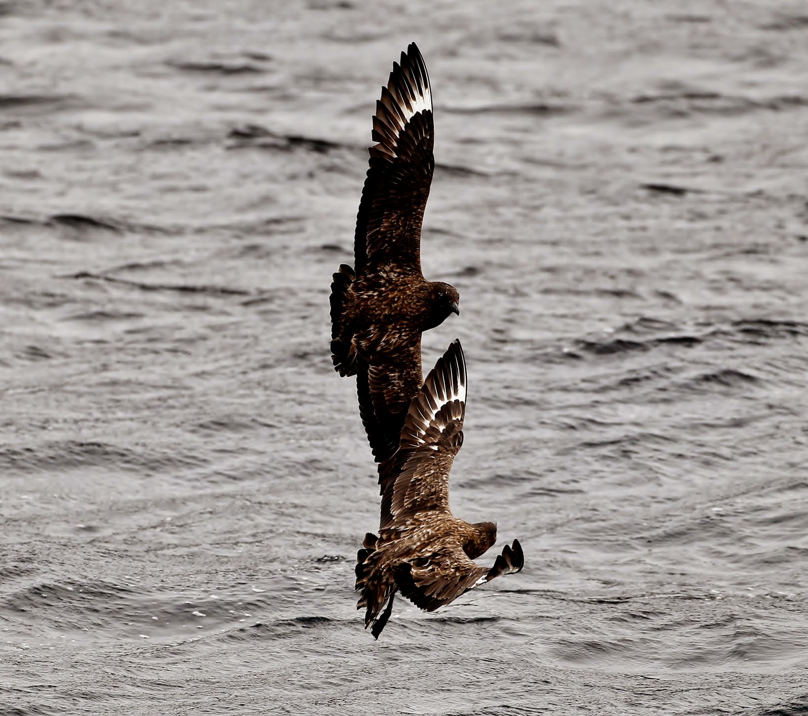 Fair Isle: Fair Isle Early Spring Bird Photos by Mark
