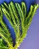 Satria buah: Diskripsi Lycopodium sp.