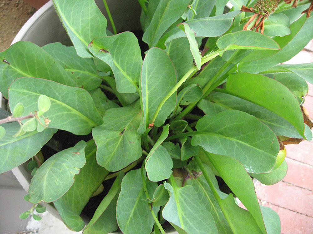 Mother Nature's Backyard - A Water-wise Garden: Plant of the Month ...