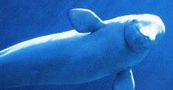 Kundalini: Balena alba sau beluga