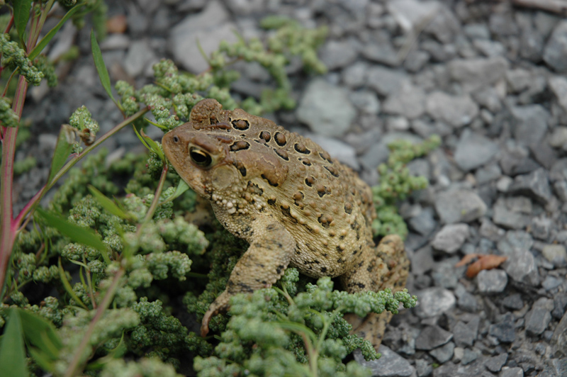 Flora Urbana: Crapaud d'Amérique (Anaxyrus americanus)