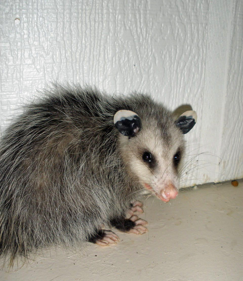 MARIETTE'S BACK TO BASICS: {Possum encounter...}