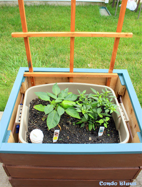 Condo Blues: How to Make a Self Watering Planter Box