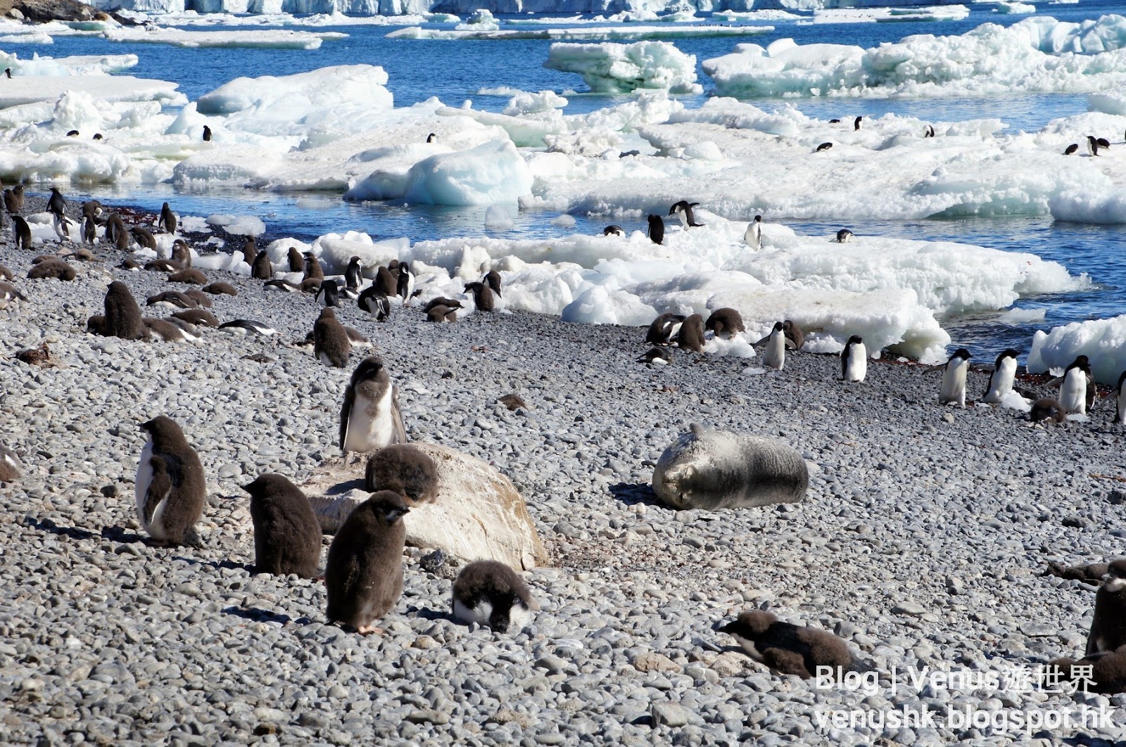 Venus遊世界: Day 11 南極第二站上篇──布朗海崖Brown Bluff