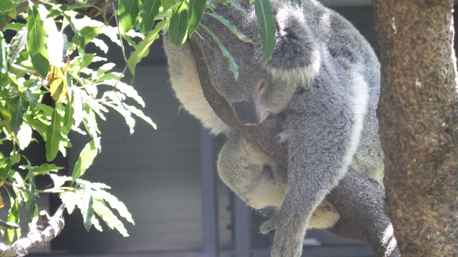Justina-Overseas: Taronga Zoologijos Sodas Sidnėjus