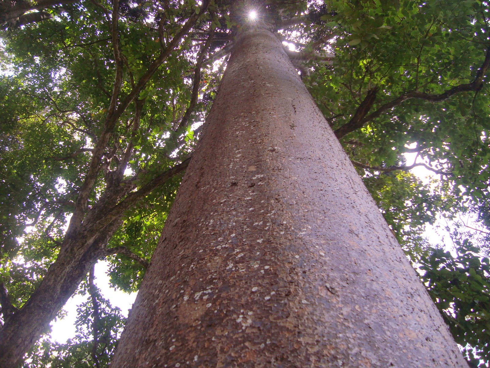 A large old Agathis Robusta straight tree at Peradeniya botanical garden