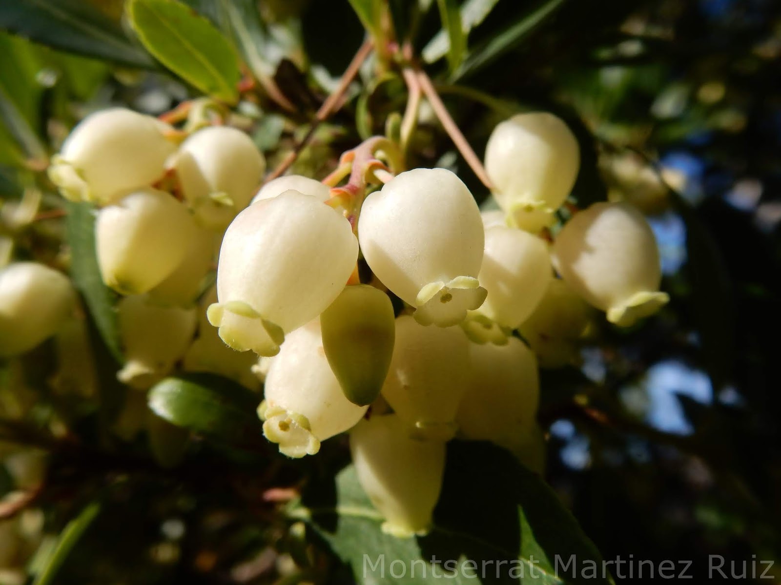 Flor destacada de Diciembre : MADROÑO - BOTÀNIC SERRAT