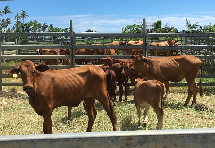 Thomsons In Tonga: Liahona Farm