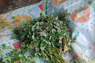 Blog Si Sanggul: Sayur Maman