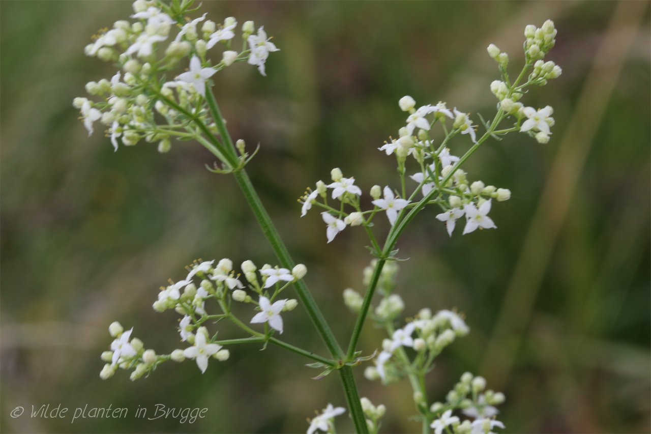 Wilde planten in Brugge: Glad walstro