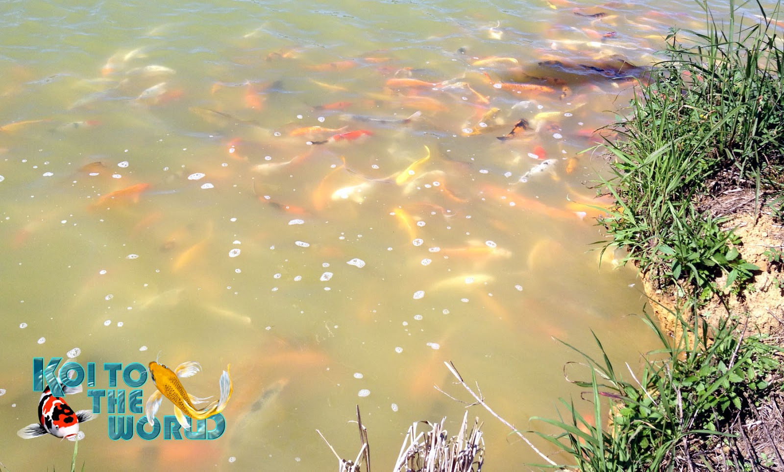 Koi To The World: Blackwater Koi Farm Visit