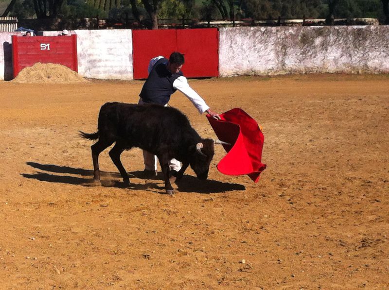 Aficionados prácticos de Málaga: La inmolación del Toro