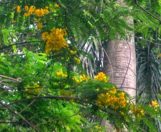 Yellow Flowering Tree