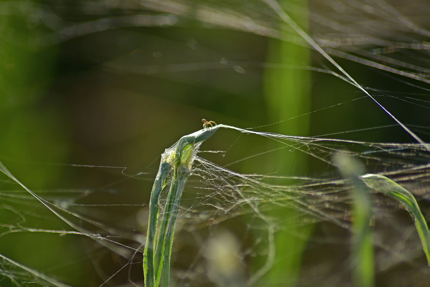 Putah Creek Photo : Autumn Spiders Shooting Webs At the Yolo Bypass ...
