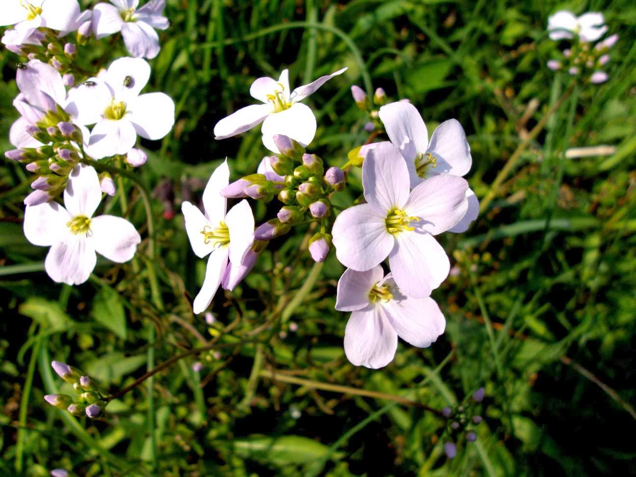 Unis Vers Nature: Une pousse de fin d'hiver savoureuse : La cardamine ...
