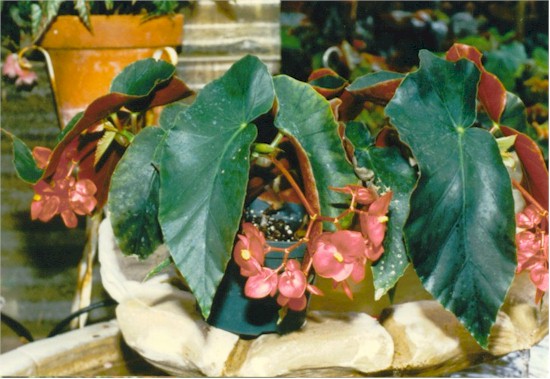 Всё о бегониях и не только...: Begonia 'Sandia'