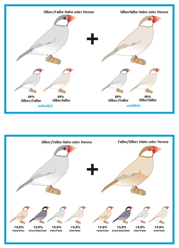 Genetik der Reisfinken