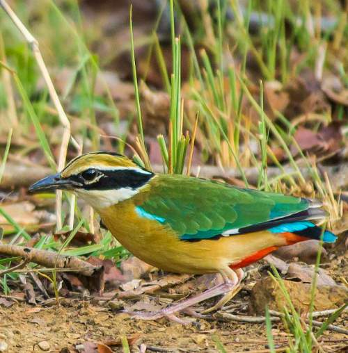Indian pitta images | Birds of India | Bird World