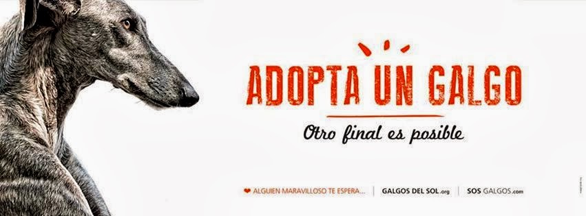 NOBLE GALGO: 6ª DIFUSIÓN: ¡Y AQUÍ LLEGA CHENCHO! EN ADOPCIÓN