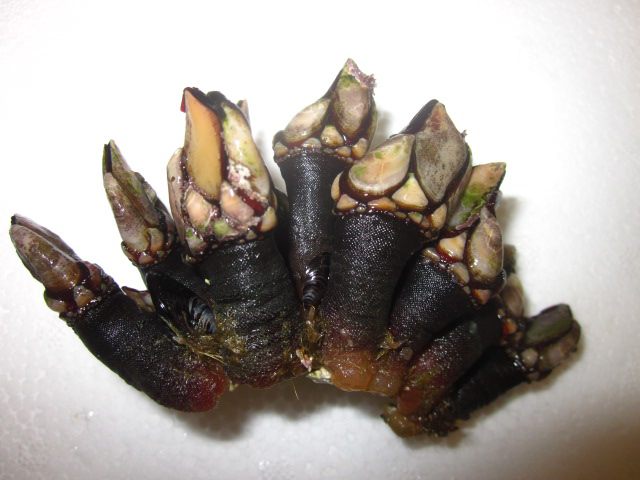 Especies marinas de interes bromatologico: Pollicipes pollicipes ...