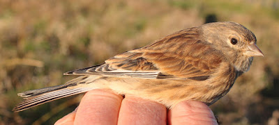 Another Bird Blog: It's All About Linnets