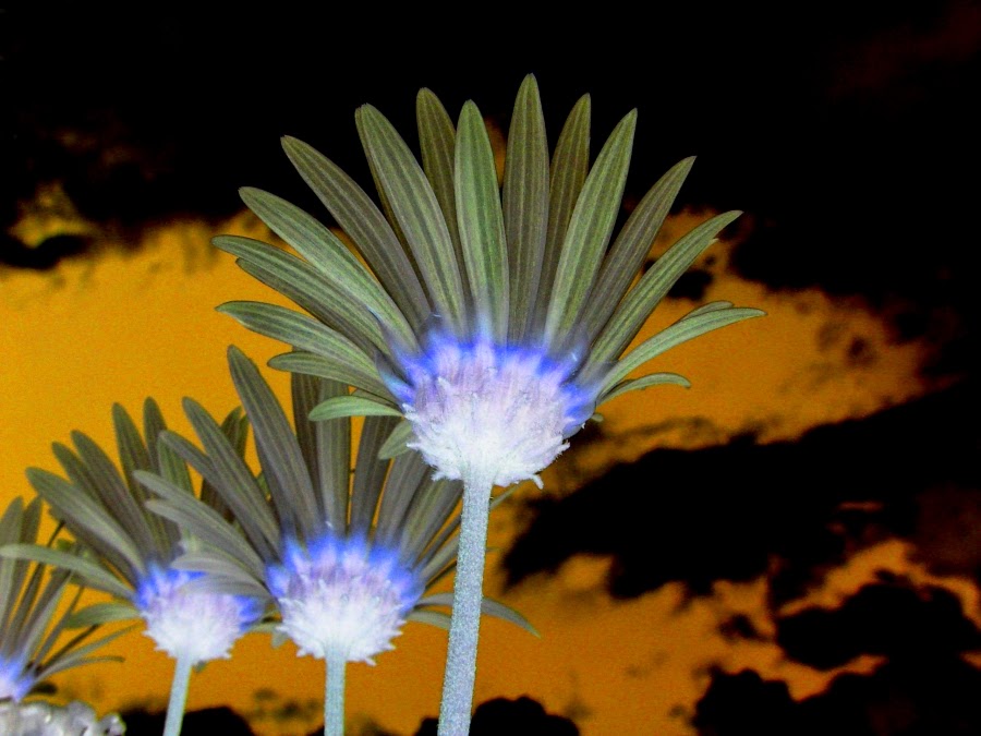 Inverted Purple Flowers