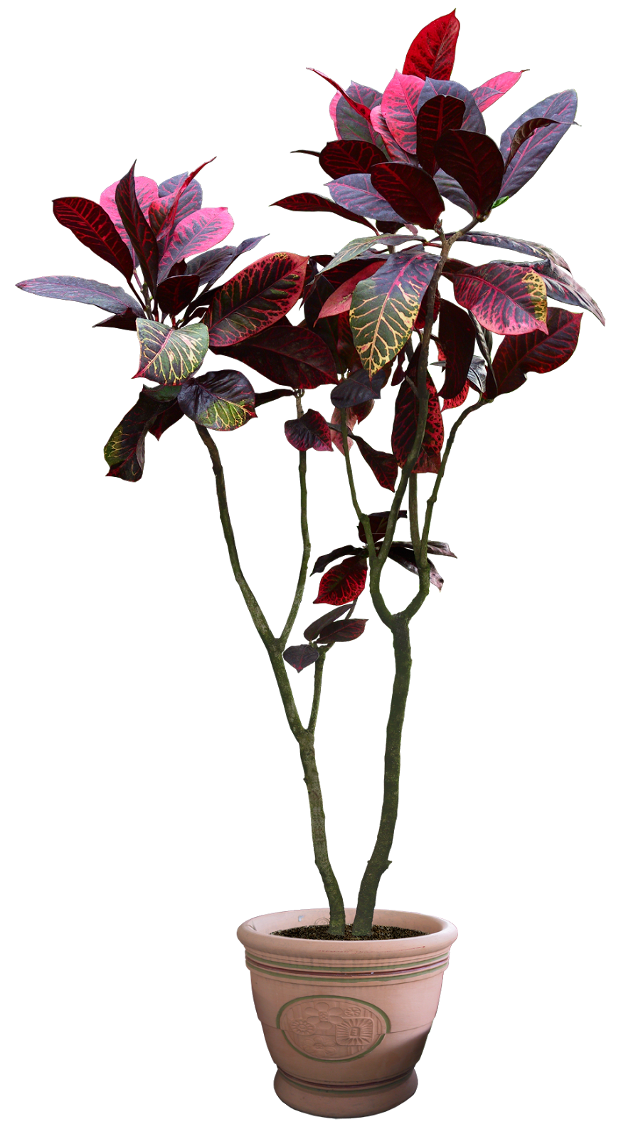 Pleasures in Helping Others: Beautiful Transparent Plants & Trees - 2nd ...