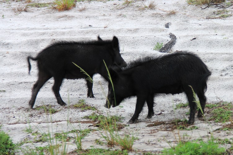 Life is Good!: Wild Florida Pigs