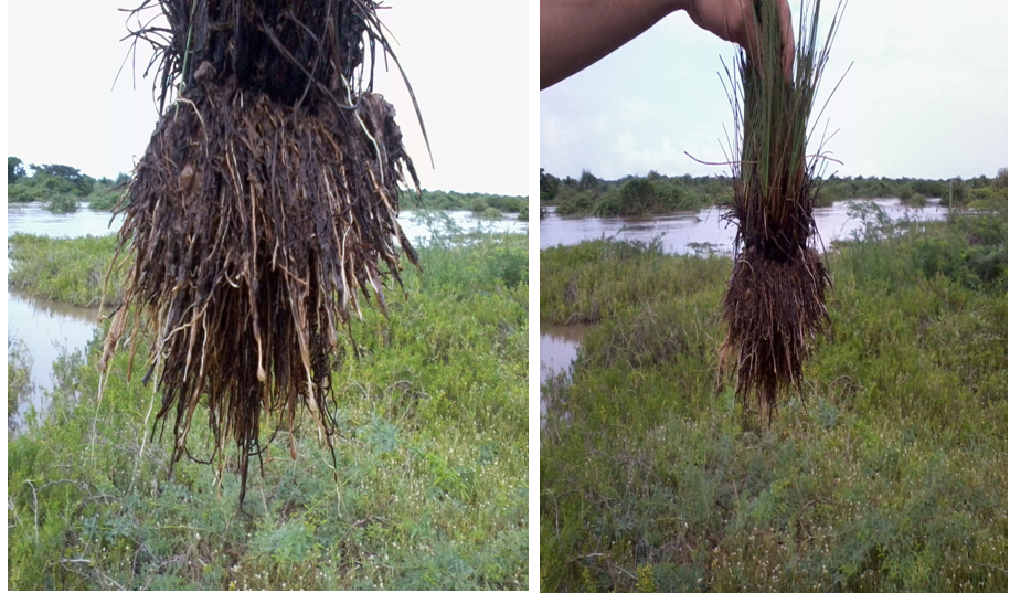 BIOLOGÍA GENERAL: RAICES