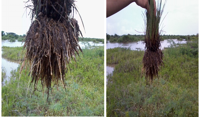 BIOLOGÍA GENERAL: RAICES