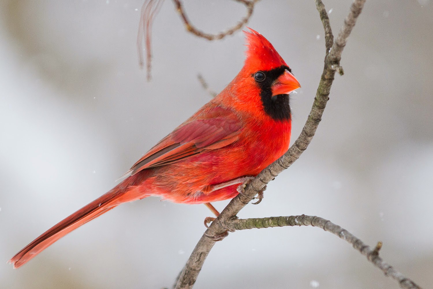 Mindblowing Planet Earth: The Northern Cardinal Bird, is a Songbird ...