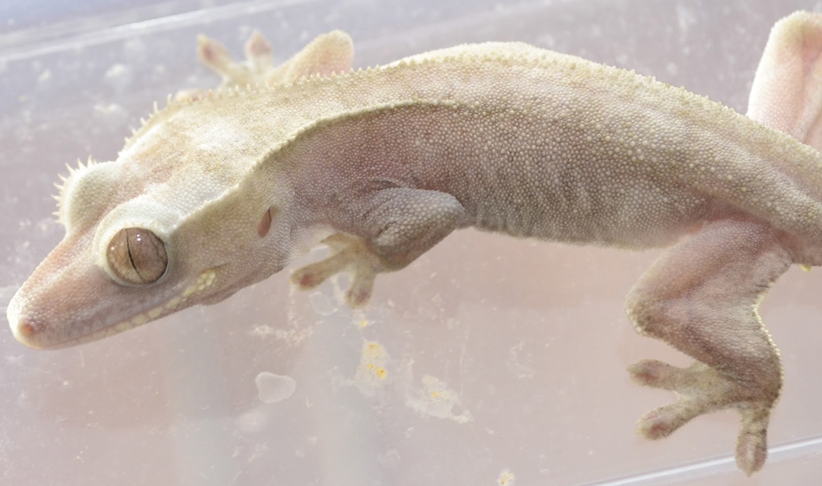 Couple of shots of the grey crested geckos | Reptile Forums