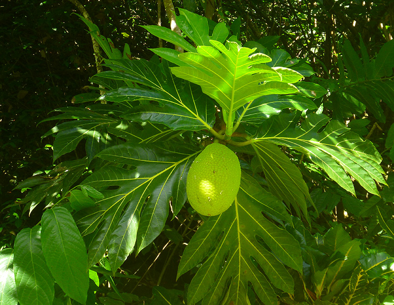 The Adventures of S/V Silhouette: Initial Impressions of French Polynesia