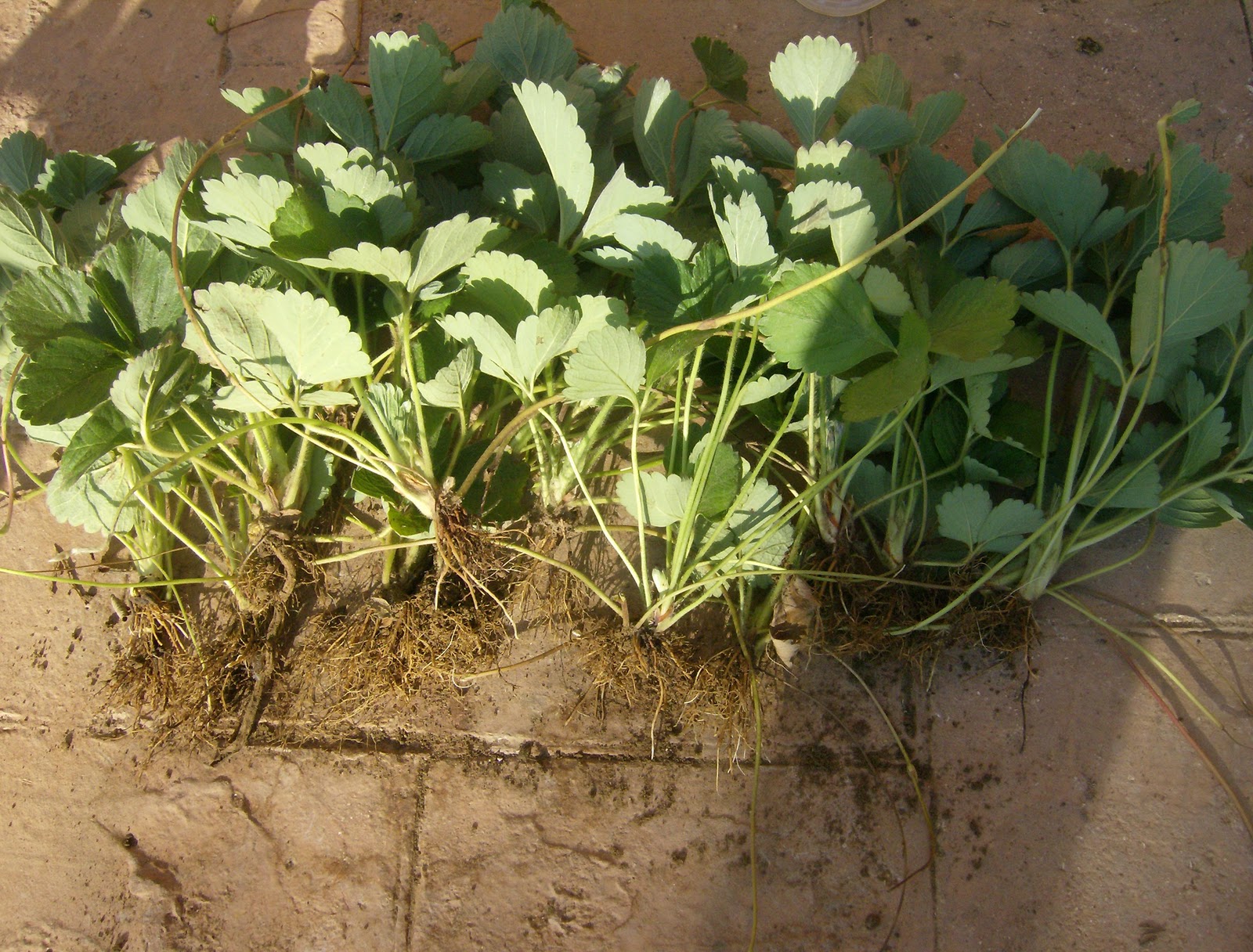 El huerto del Lopez: LA RECOGIDA DE ESTOLONES DE FRESAS