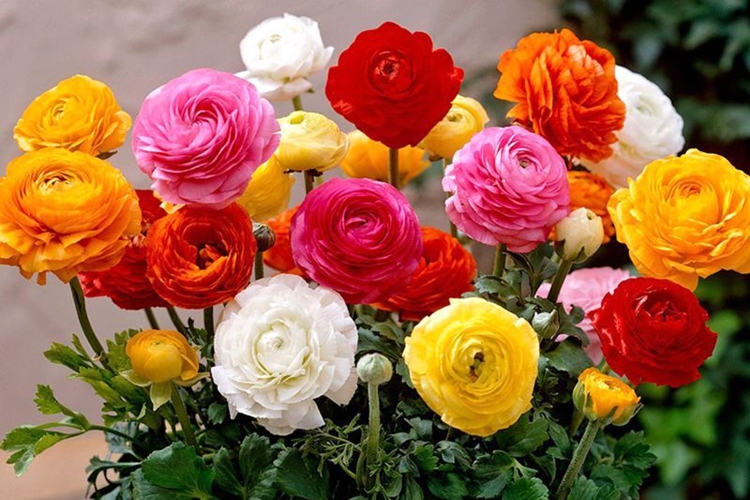 Sebelum Kasih ke Orang, Ketahui Dulu Makna Dari 15 Jenis Bunga Ini ...