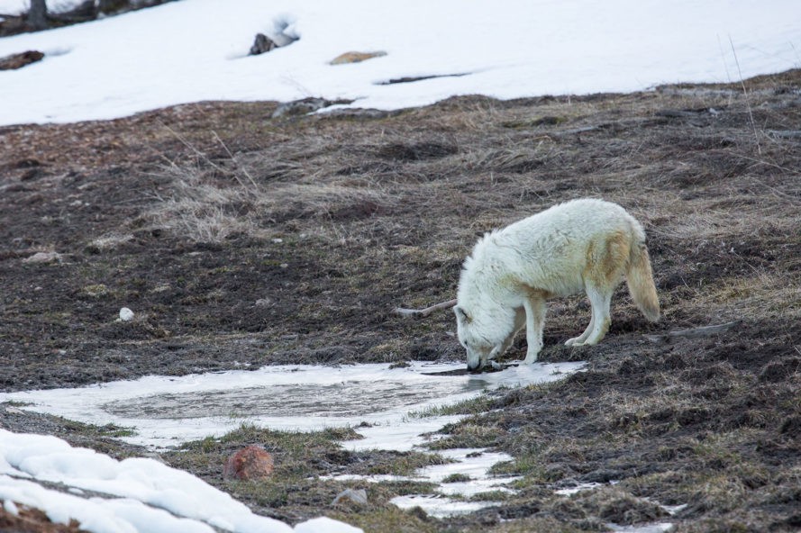 White Wolf : Yellowstone's famous white wolf killer has become the most ...