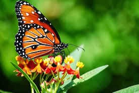 Reka Bentuk & Teknologi : Pendebungaan