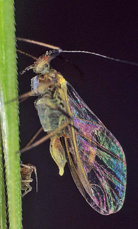 Beyond the Human Eye: Aphids