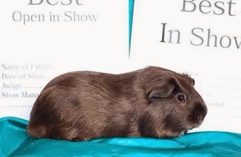 My Cavy Kingdom: All the Colours of the Rainbow