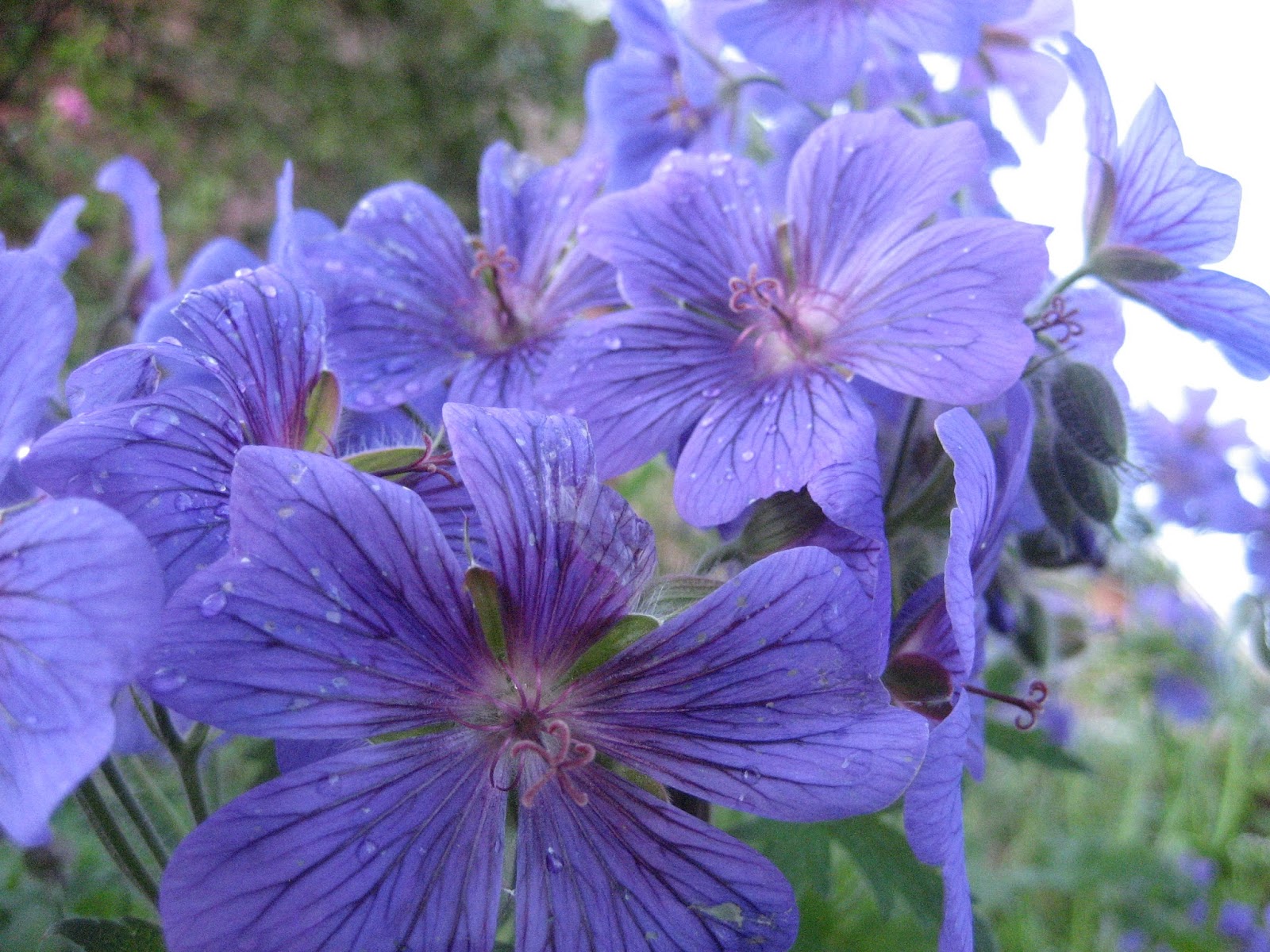 Fru Pedersens have: Geranium og skvalderkål.