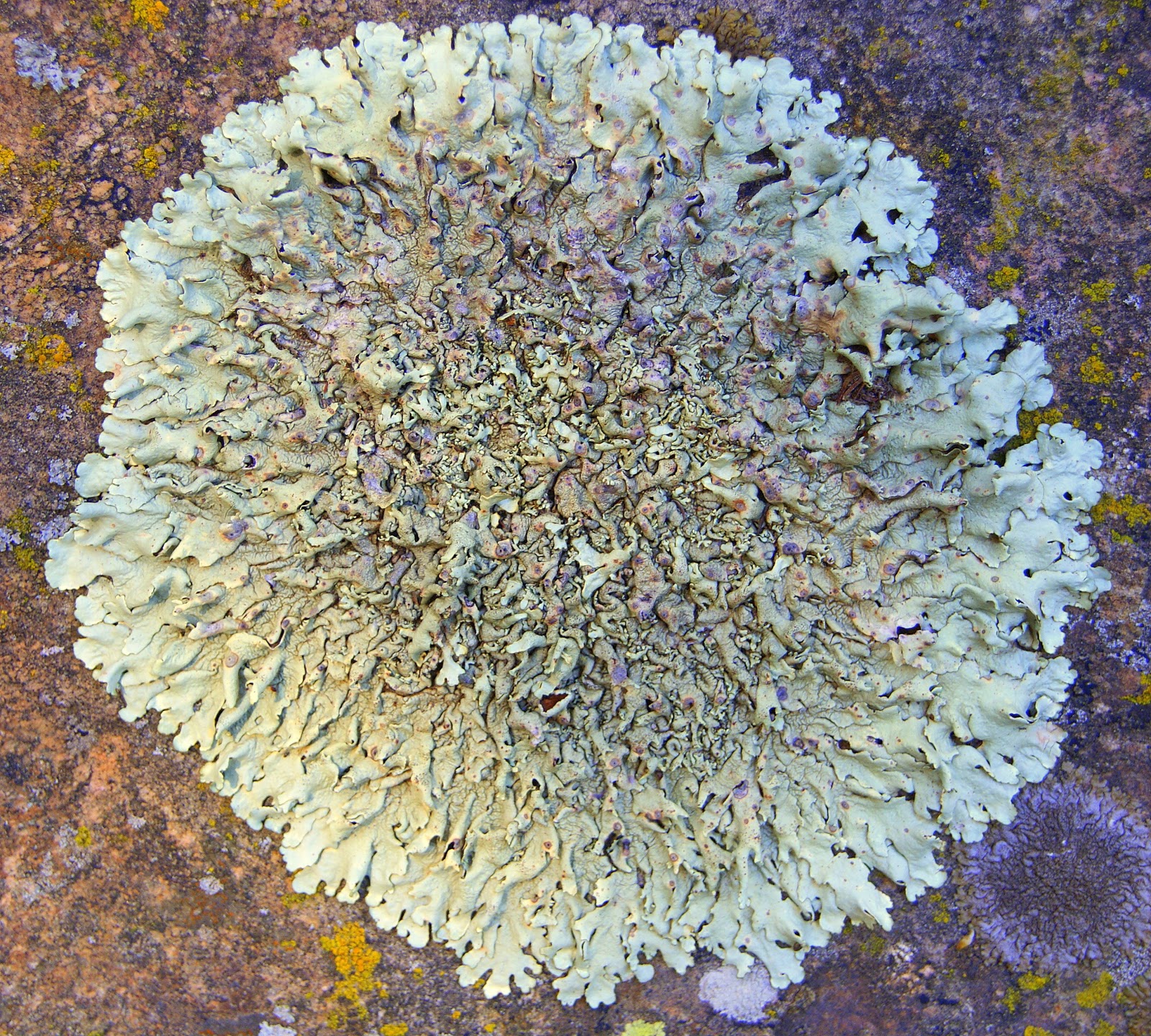 MUNTANYES I CAMINS (i altres històries...): LÍQUENS A LA SERRA DEL MOLLÓ